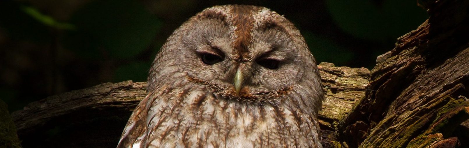 Naturschutz - Kastanienhof